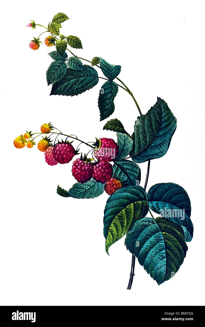 Raspberry illustration hi-res stock photography and images - Alamy