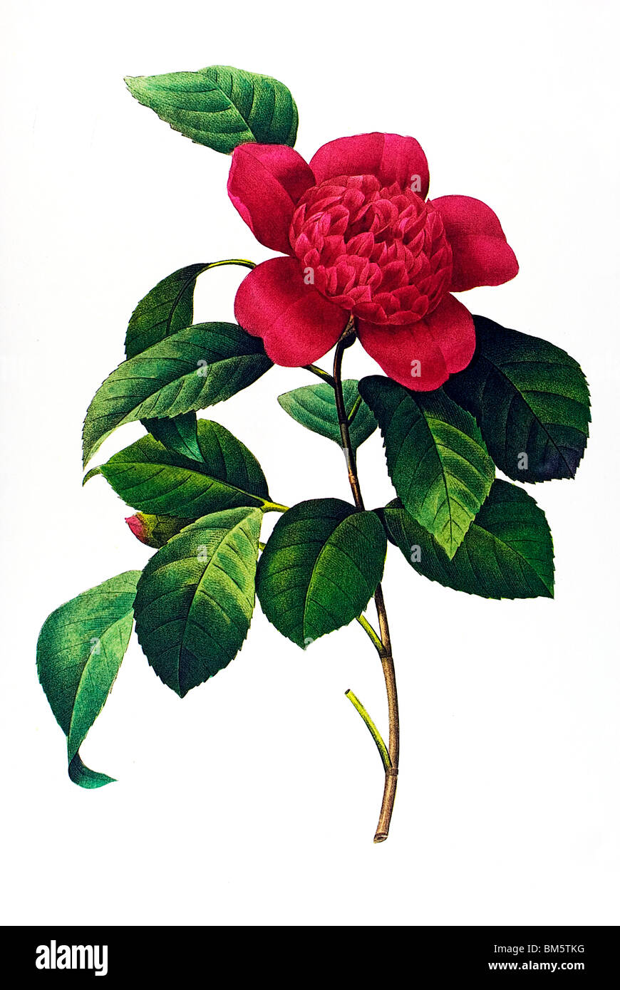 Flower tea plant camellia Cut Out Stock Images & Pictures - Alamy