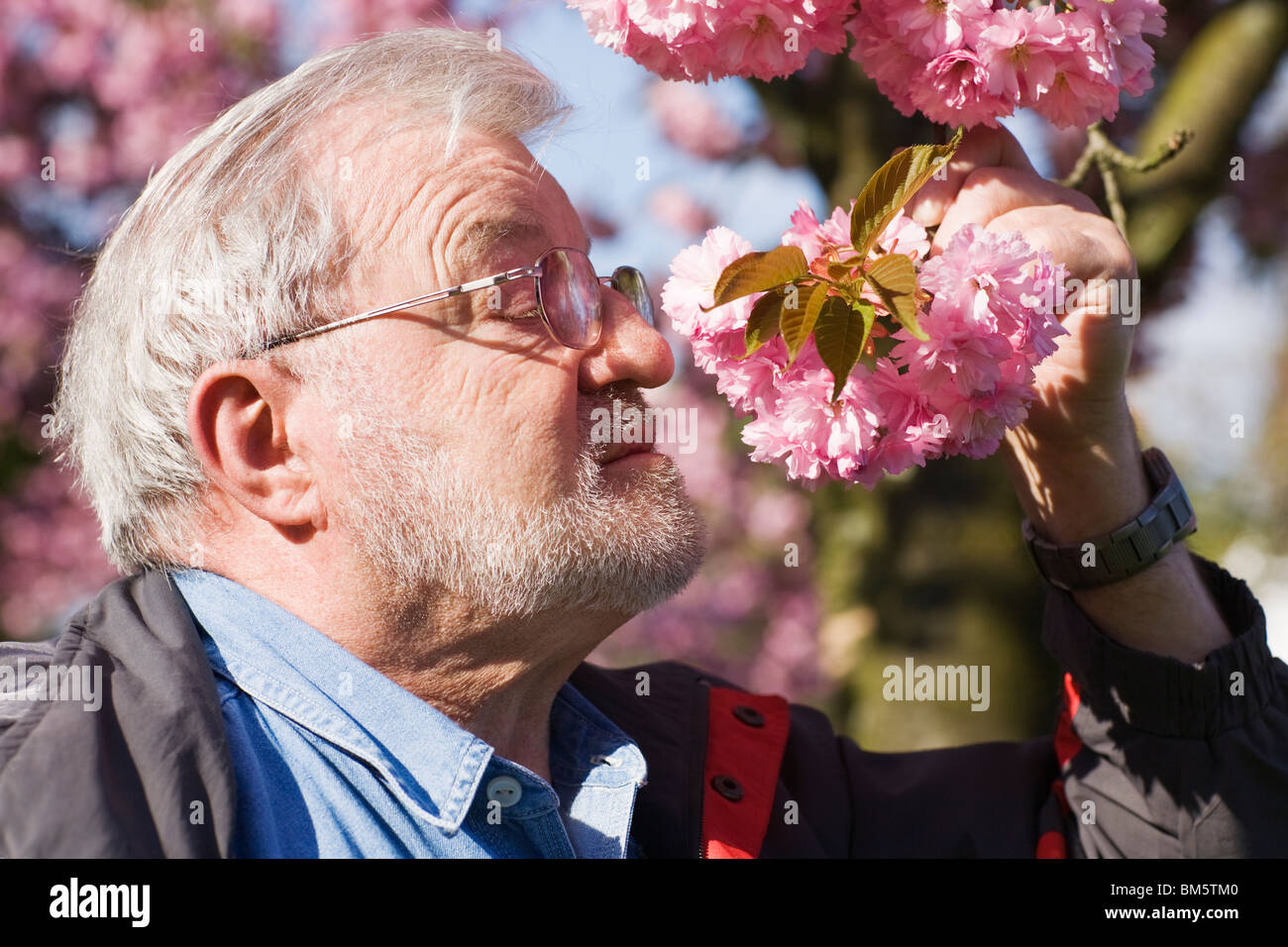 Oriental person smelling cherry blossom hi-res stock photography and ...