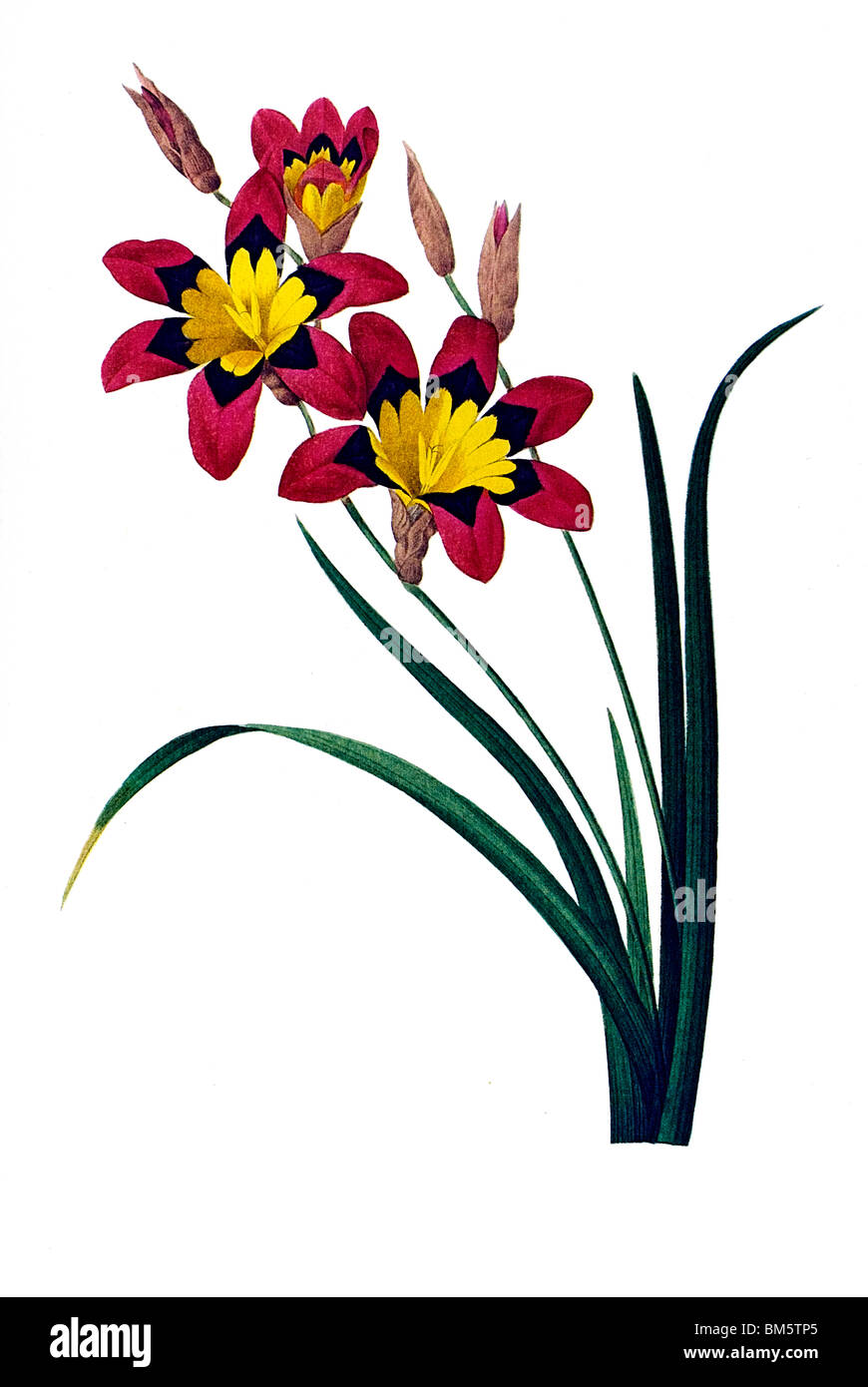 Ixia flower hi-res stock photography and images - Alamy