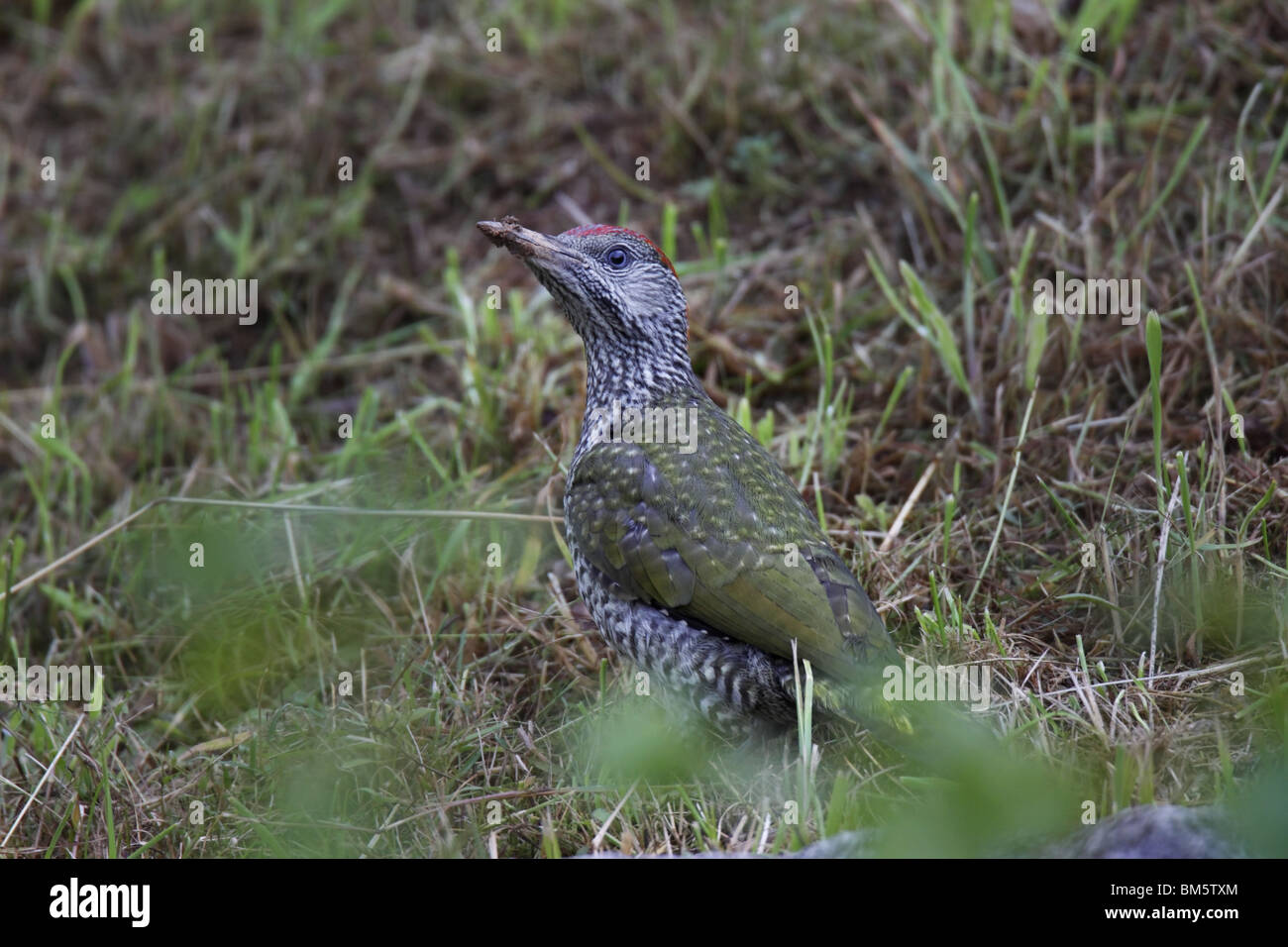 Grünspecht Green Woodpecker, Picus, viridis Stock Photo - Alamy