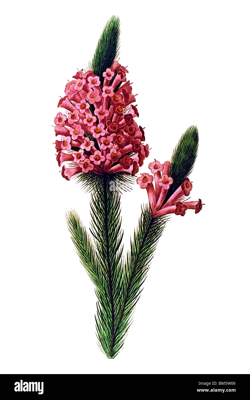 Ericaceae erica Cut Out Stock Images & Pictures - Alamy