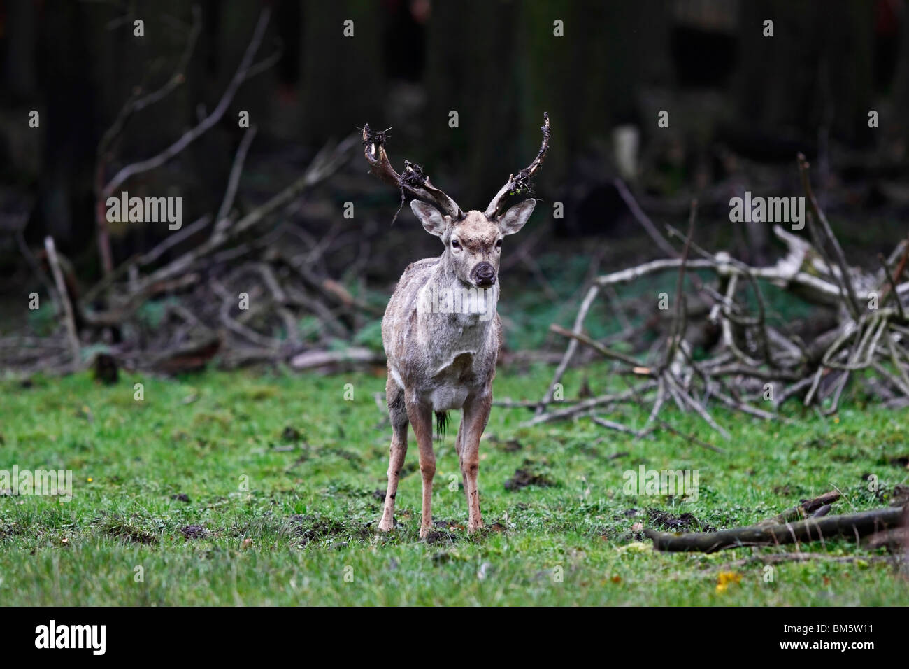 Dama, dama, fallow deer, Damhirsch Stock Photo - Alamy