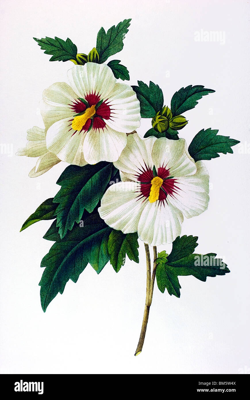 Rose of Sharon Stock Photo - Alamy