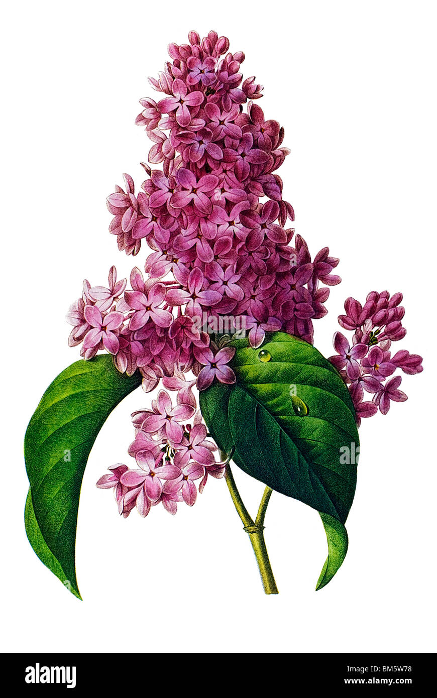 1830 73 hi-res stock photography and images - Alamy