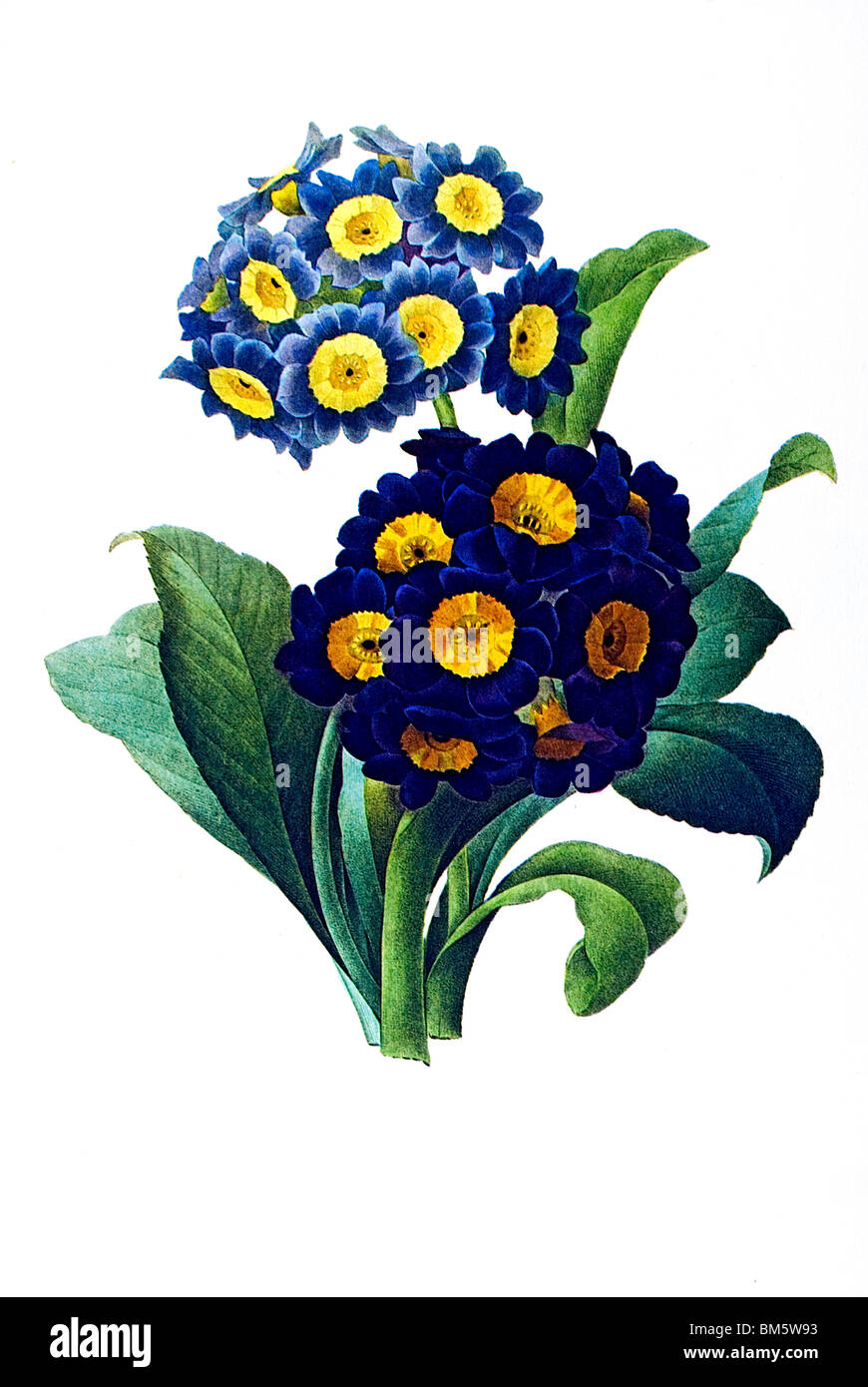 Primula hortensis blue Stock Photo - Alamy