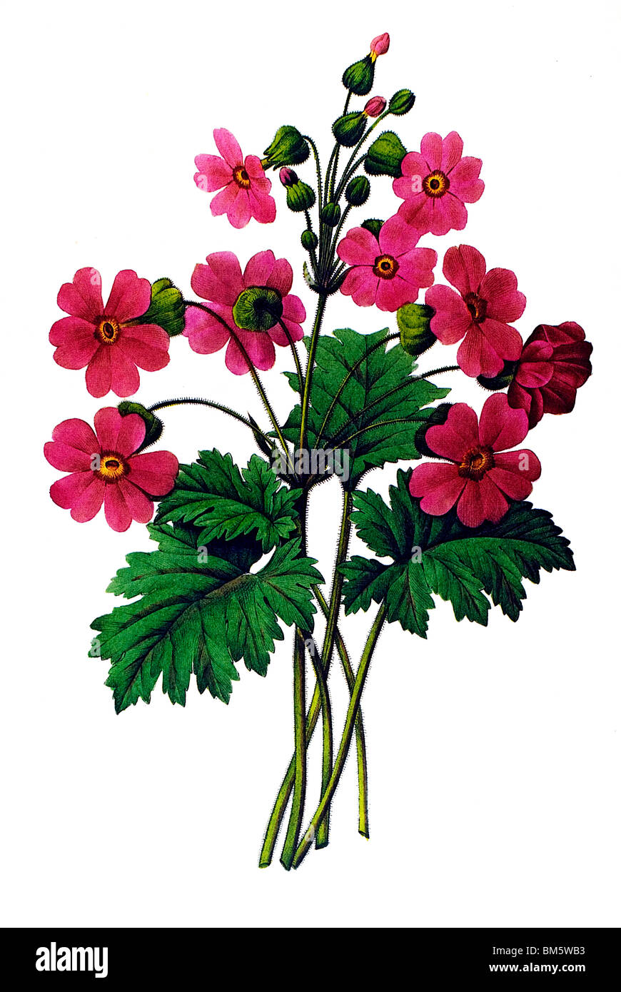 Primula a Cut Out Stock Images & Pictures - Alamy