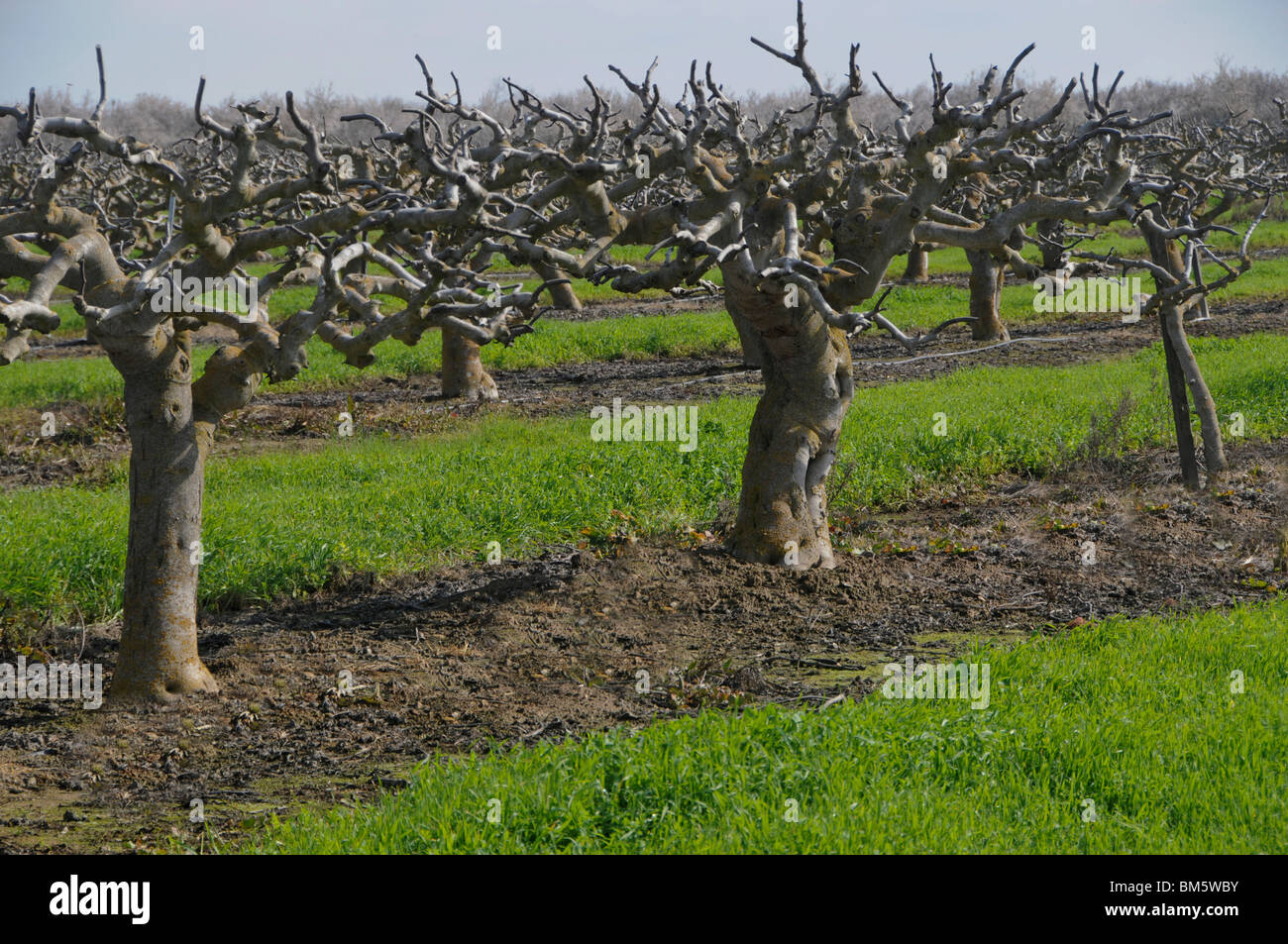 Fig Trees Growing in Field Stock Photo - Alamy