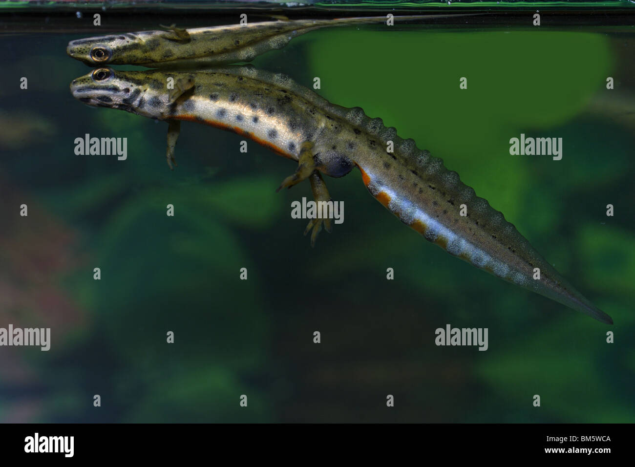 Teichmolch, Molch, Triturus, vulgaris, Lissotriton, Common, Newt Stock ...