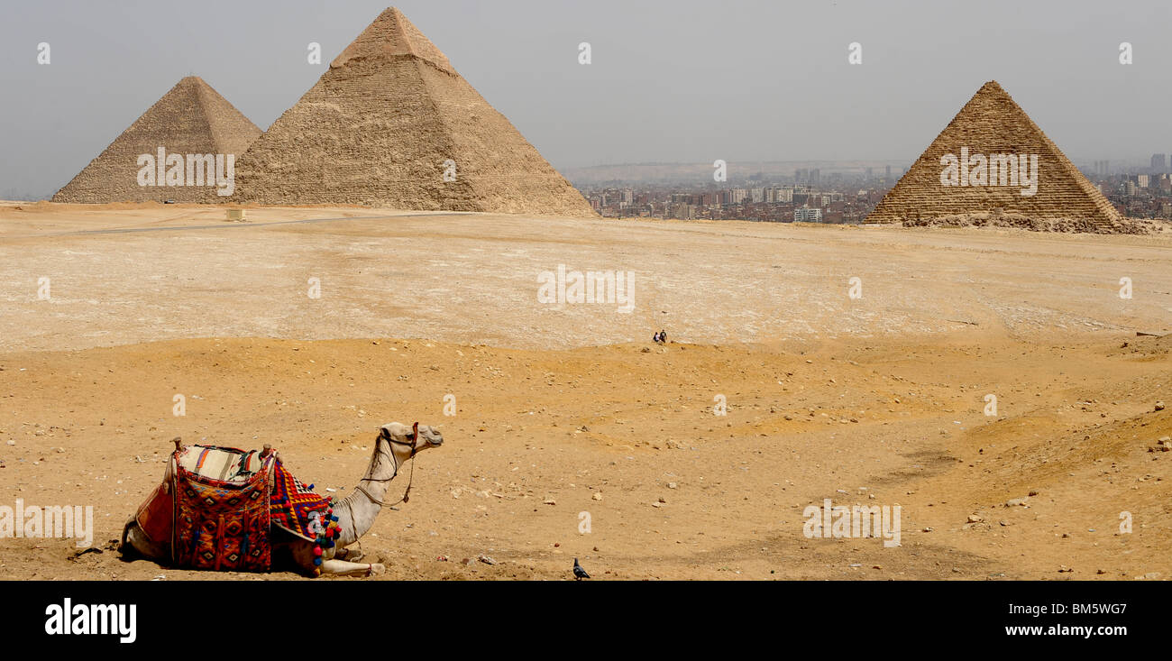 Pyramids giza egypt camels hi-res stock photography and images - Alamy