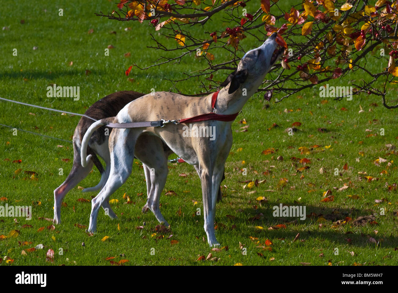 Greyhounds Stock Photos & Greyhounds Stock Images - Alamy