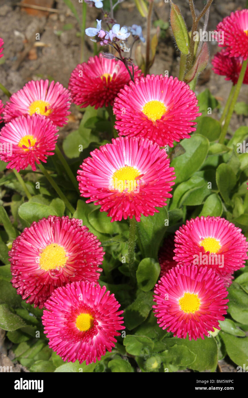 Cerise and yellow border flowers Stock Photo - Alamy