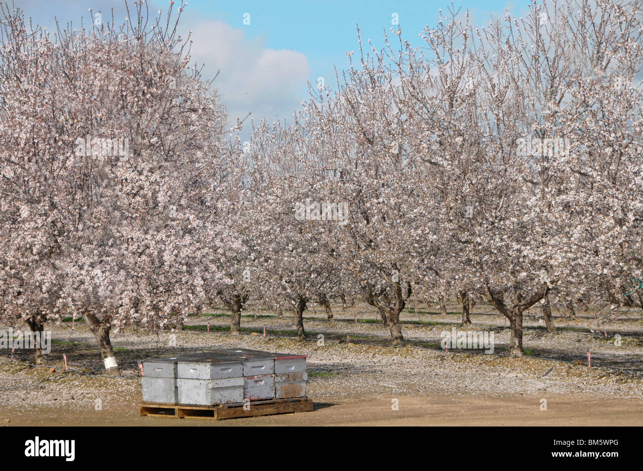 Nut tree in bloom hi-res stock photography and images - Alamy