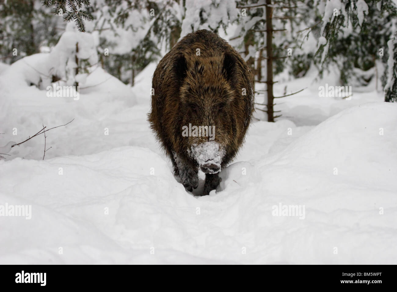 Wildschwein, sus, scrofa, wild, boar Stock Photo - Alamy