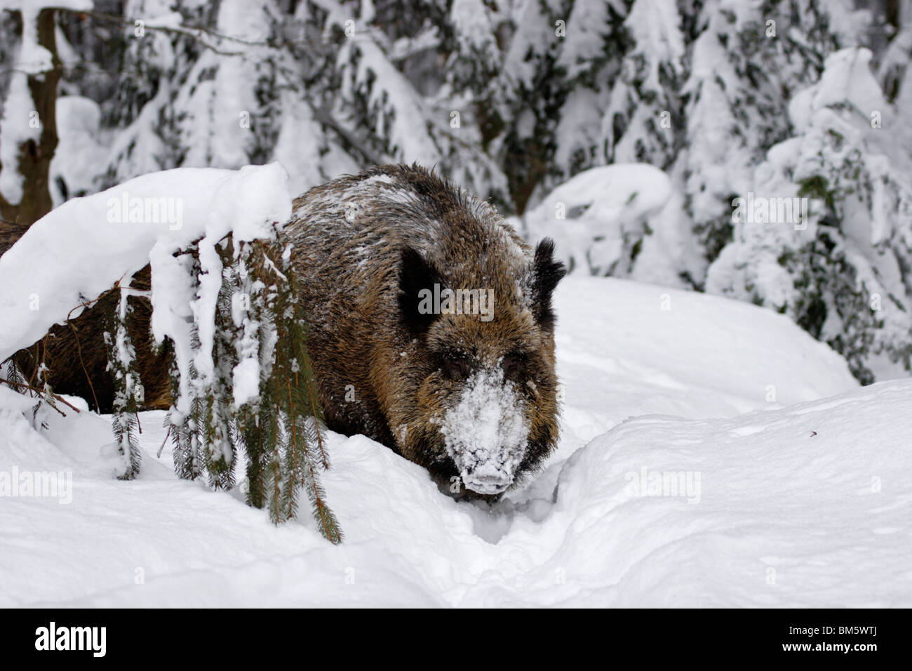 Wildschwein, sus, scrofa, wild, boar Stock Photo - Alamy