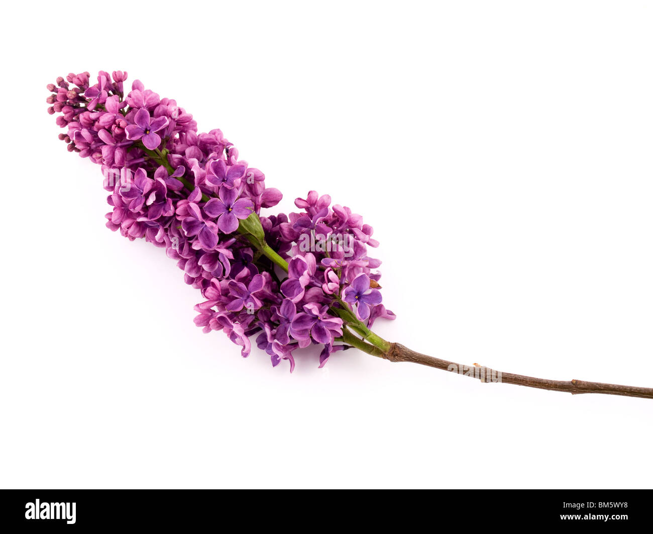 Bunch of lilac on white background Stock Photo - Alamy
