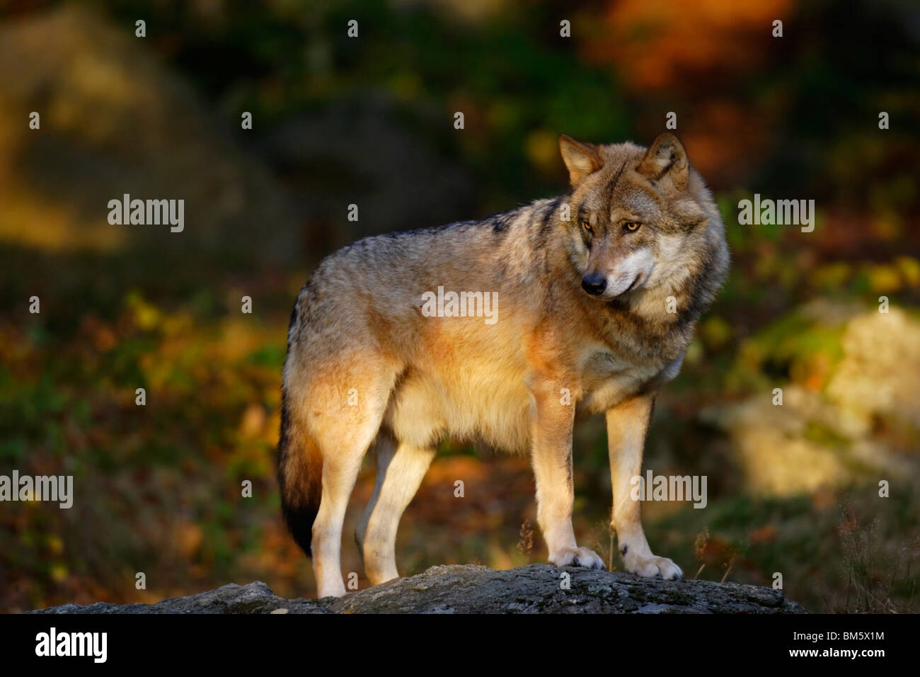 Wolf, Canis, lupus in warm light Stock Photo - Alamy