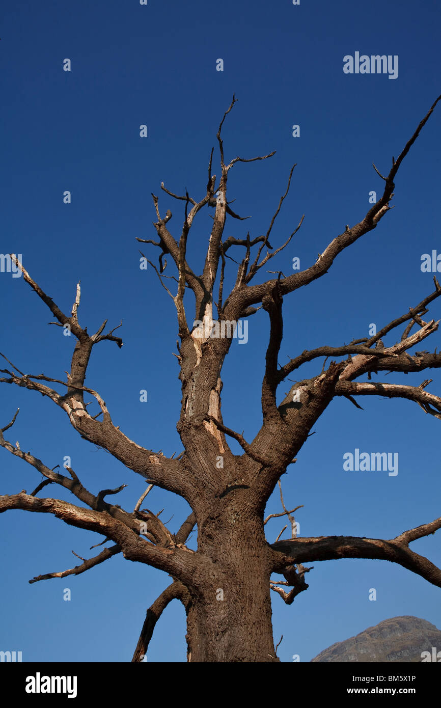 Dead Tree against a blue sky Stock Photo - Alamy