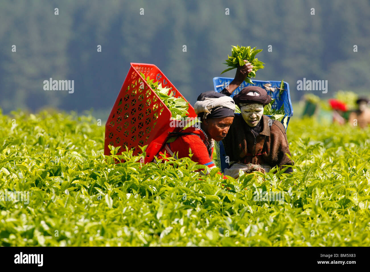 Tea Pickers in Transkei Stock Photo - Alamy