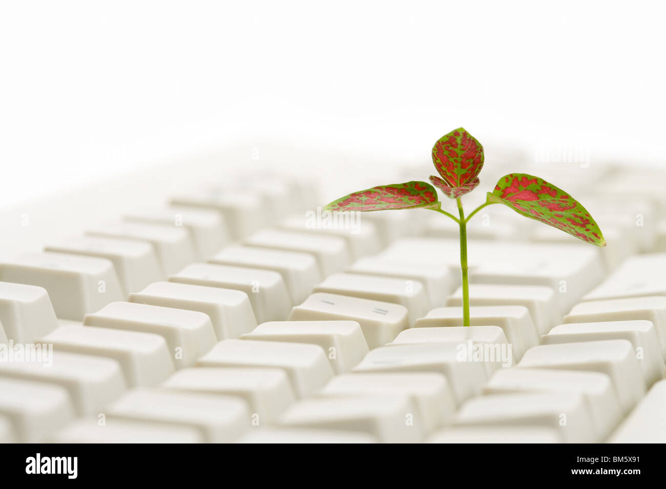 Computer Keyboard and sprout, concept of learning Stock Photo - Alamy