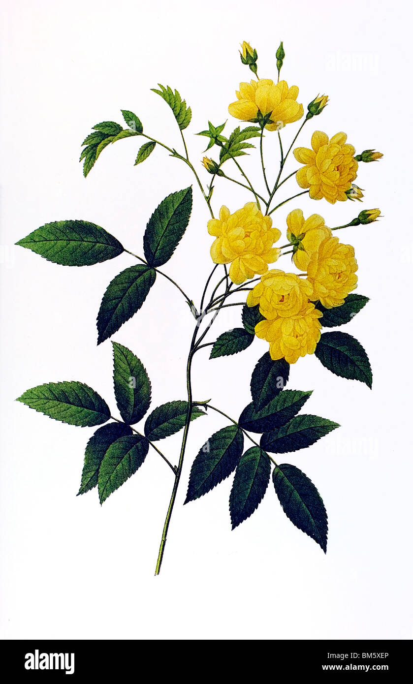 Rosa banksiae lady banks rose hi-res stock photography and images - Alamy