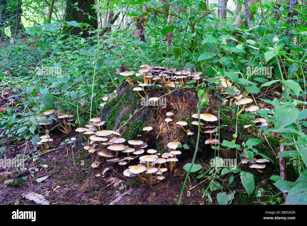 Poisonous fungi hi-res stock photography and images - Alamy