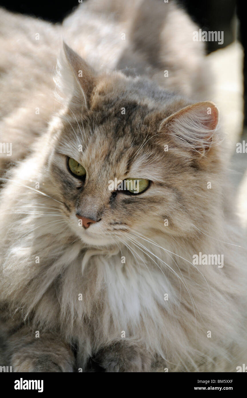 Long haired domestic cat hi-res stock photography and images - Alamy