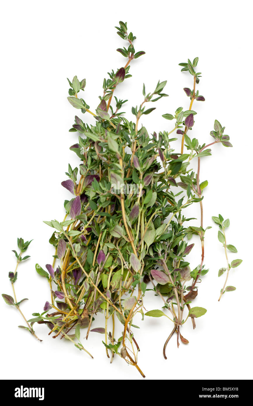bunch of fresh thyme sprigs Stock Photo - Alamy