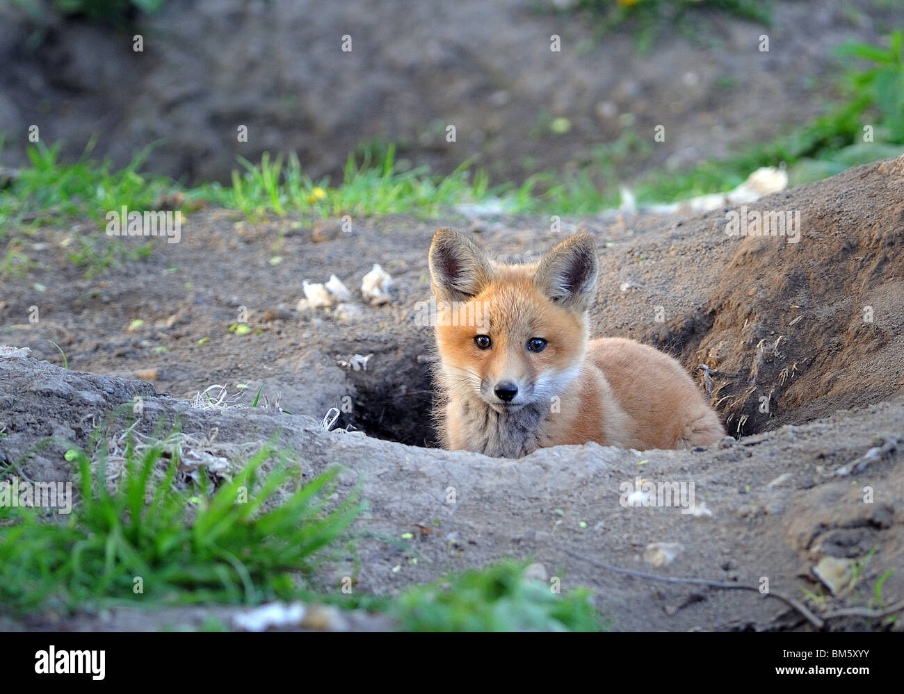 Kit fox in the wild, Indiana Stock Photo - Alamy
