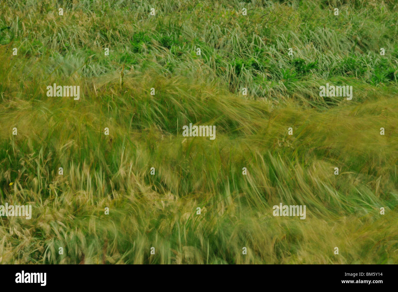 Grass and wind Stock Photo - Alamy