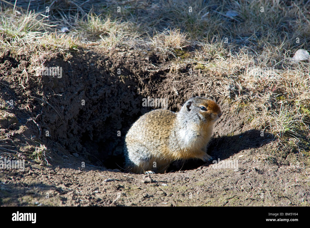A Columbian ground squirrel by it's burrow near Johnston Canyon in the ...
