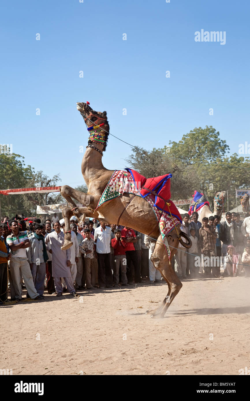 Camel dancing. Nagaur cattle fair. Rajasthan. India Stock Photo - Alamy