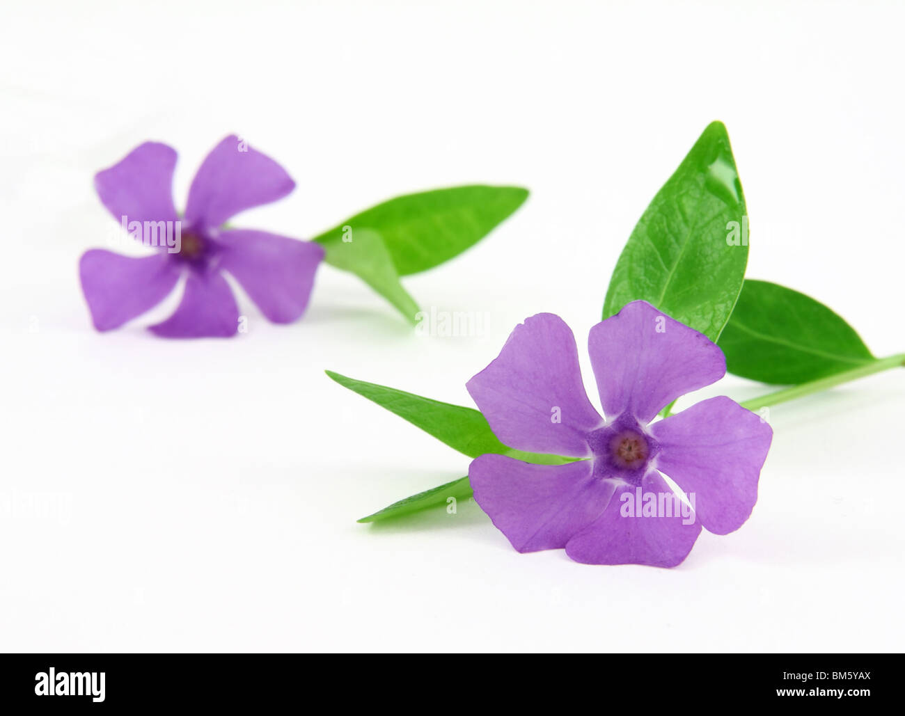 Spring blue flower Stock Photo - Alamy