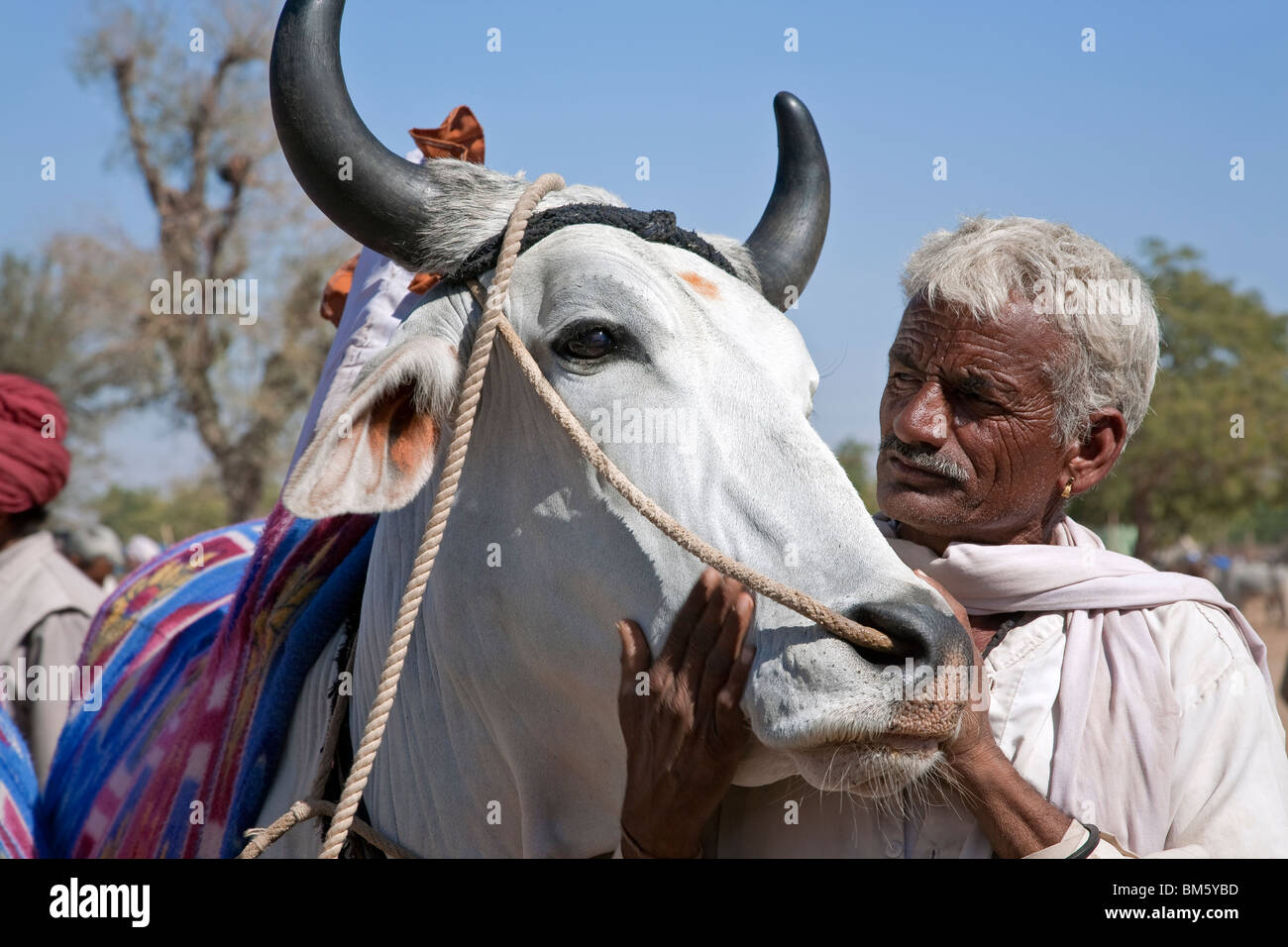 India cattle hi-res stock photography and images - Alamy