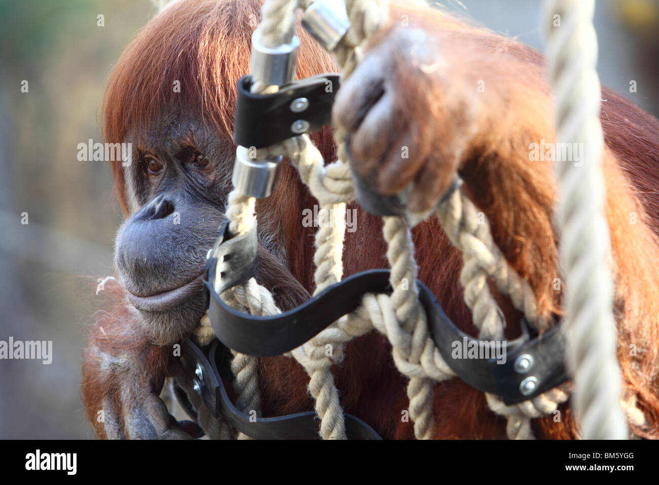 Monkey compound hi-res stock photography and images - Alamy