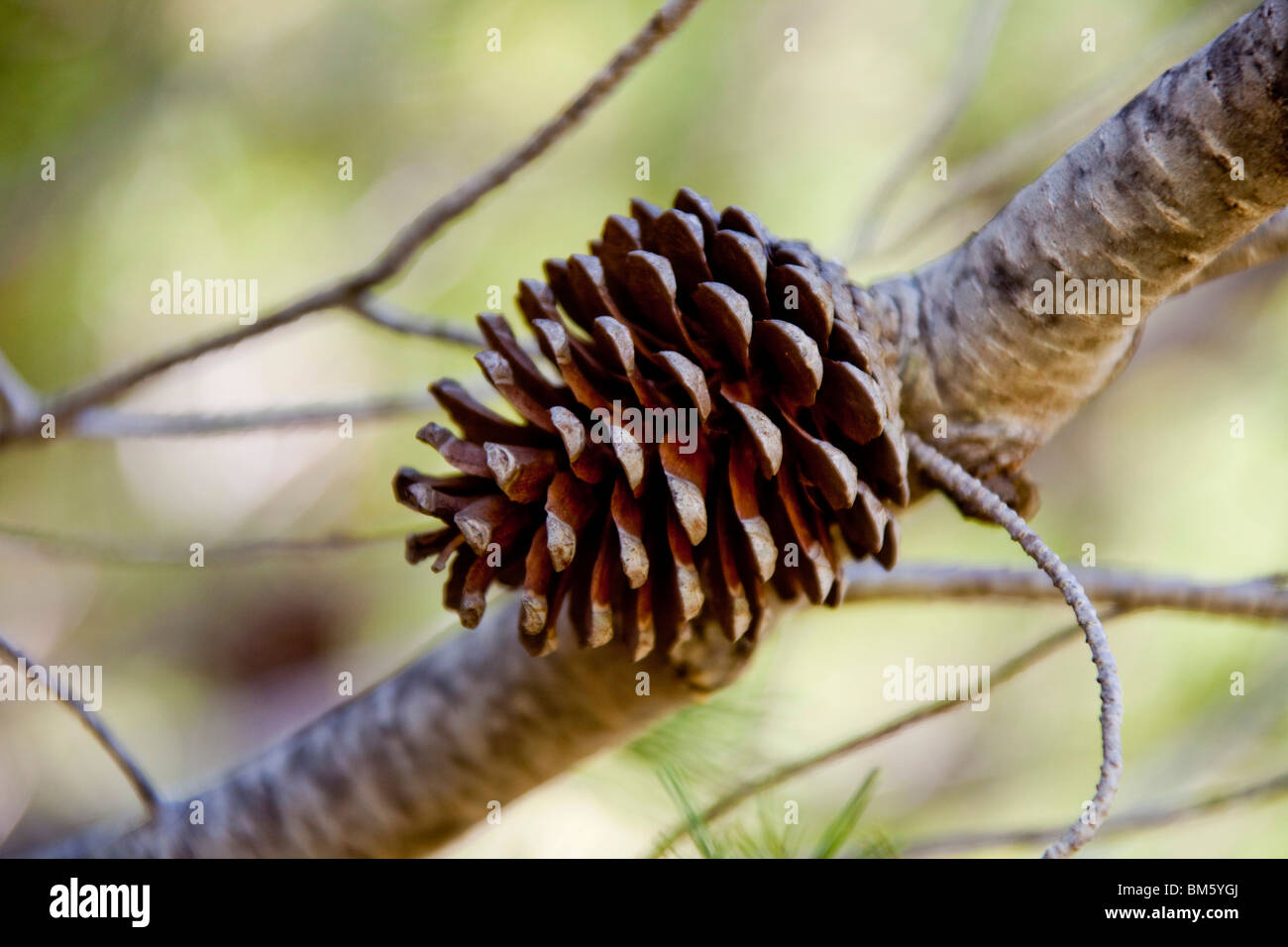 European Black Pine Pinus nigra Pine cone on branche, Mediterranean ...