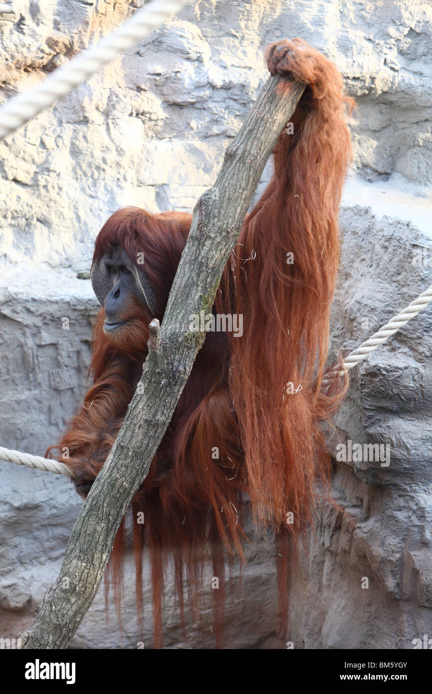 Zoo affengehege hi-res stock photography and images - Alamy