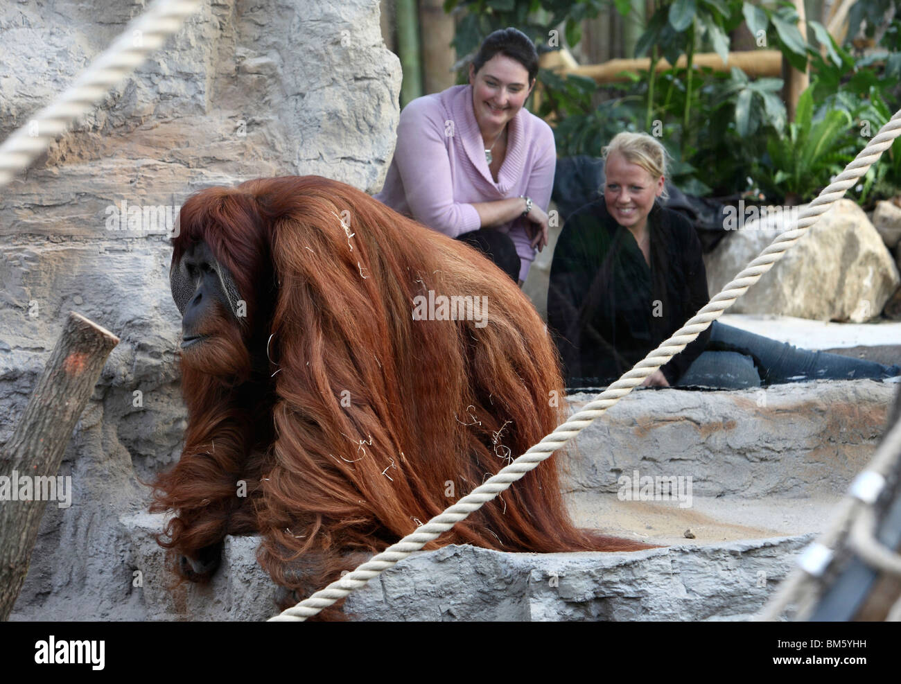 Monkey compound hi-res stock photography and images - Alamy