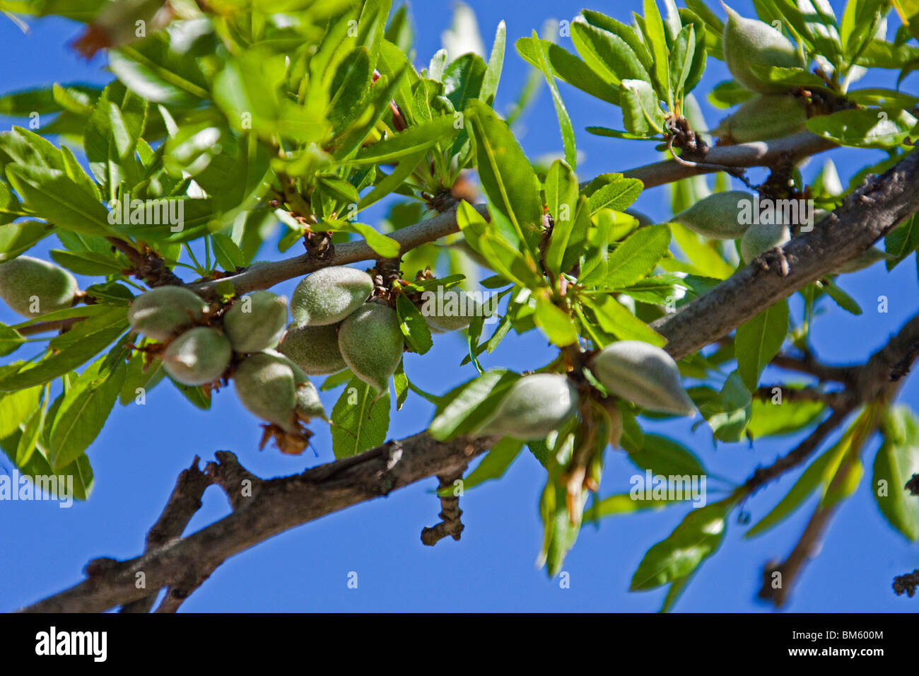 Young immature almonds on almond tree branch. blue sky Alicante Spain ...