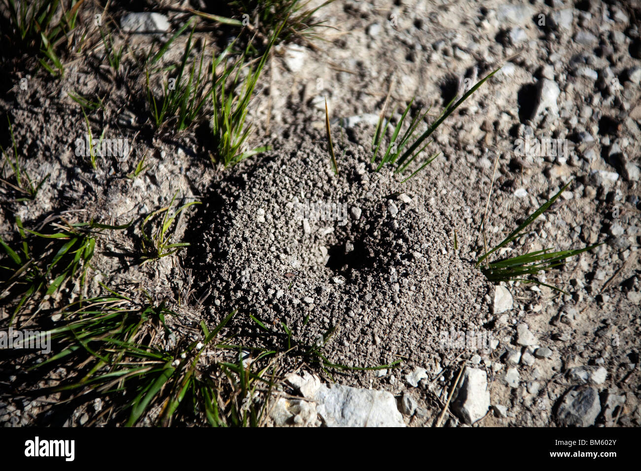 Ant-hill on path. horizontal 106089 Spain10 Stock Photo - Alamy