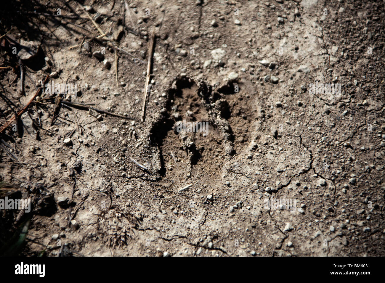 Pig footprint hi-res stock photography and images - Alamy