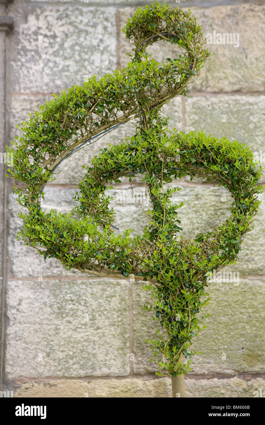 Treble Clef topiary or "G clef" Musical Symbol, Parbold House ...
