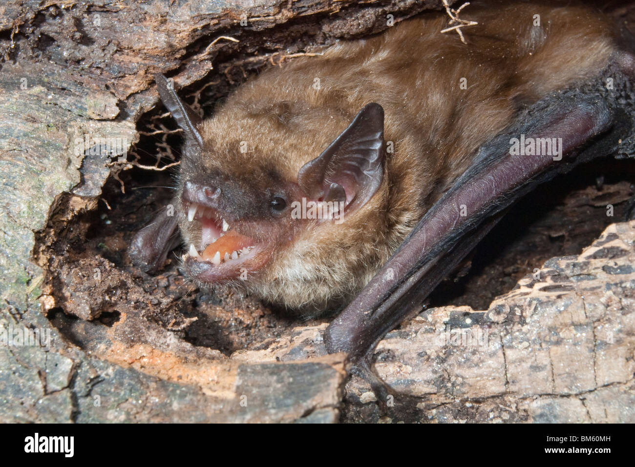 Rabies Bats High Resolution Stock Photography and Images - Alamy