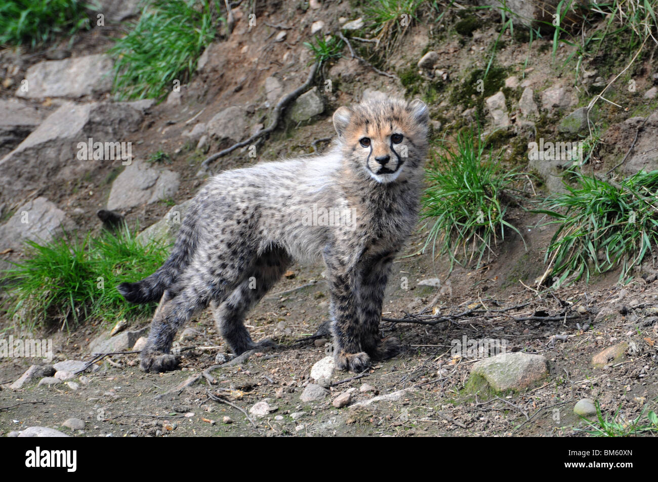 Cheetah and cub hi-res stock photography and images - Alamy