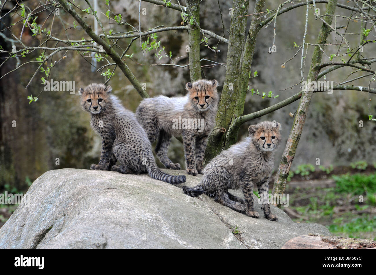 Cheetah cubs hi-res stock photography and images - Alamy