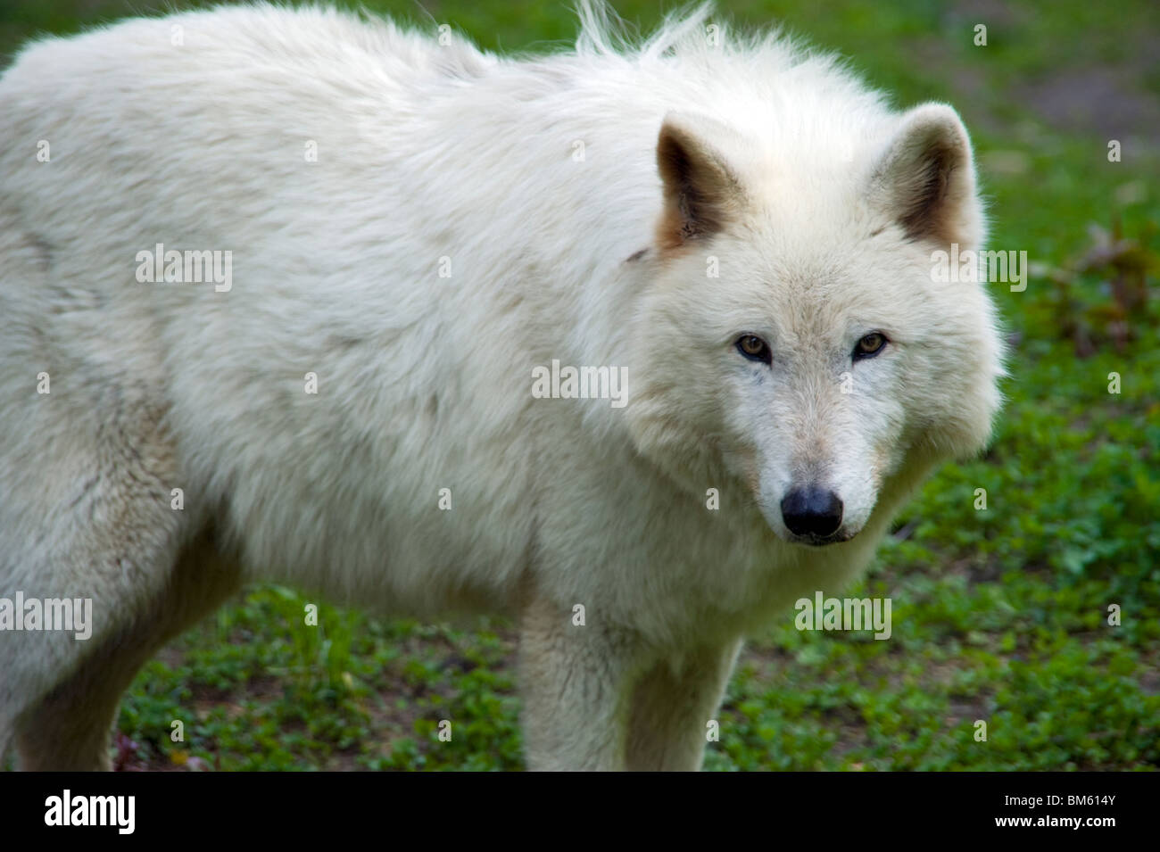 Wolf mountain sanctuary hi-res stock photography and images - Alamy