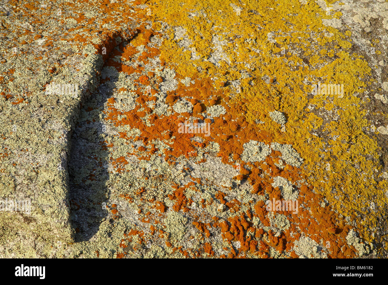 Green, Orange and Yellow Lichen on Rocks, Binalong Bay, Bay of Fires ...