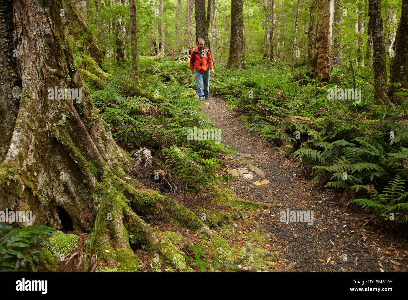 Australian native moss hi-res stock photography and images - Alamy