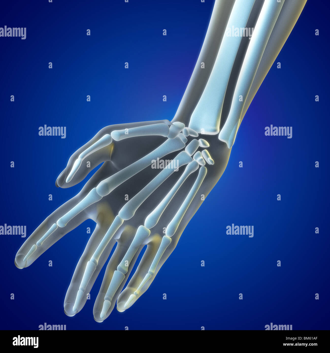 A Medical illustration of the Wrist Region Stock Photo - Alamy