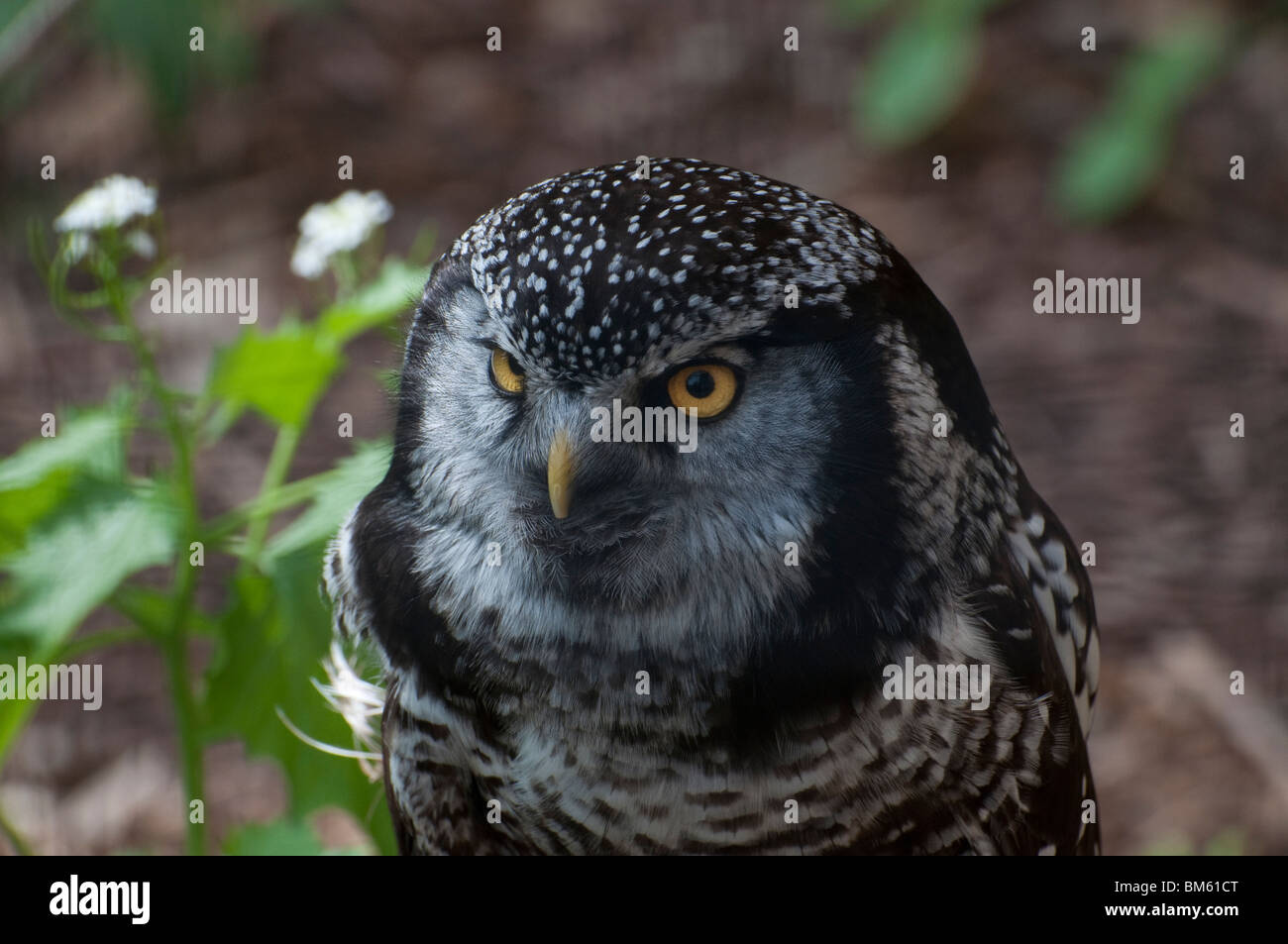 A Northern Hawk Owl Stock Photo - Alamy
